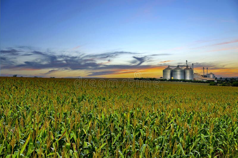 Corn Field with Storage Silo with Blue Sky Stock Photo - Image of ...