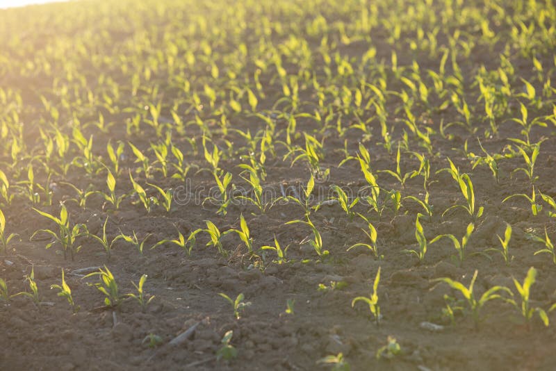 Corn on the Field in the Evening Stock Image - Image of green, plant ...