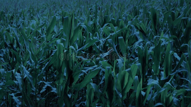 Corn Field in the Evening Moving in Breeze Stock Video - Video of scary ...