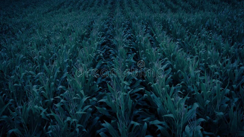 Corn Field in the Evening Overhead Shot Stock Footage - Video of ripe ...