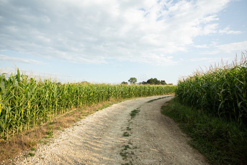 Corn Field in the Evening Sun: Corn almost Ready for the Harvest Stock ...