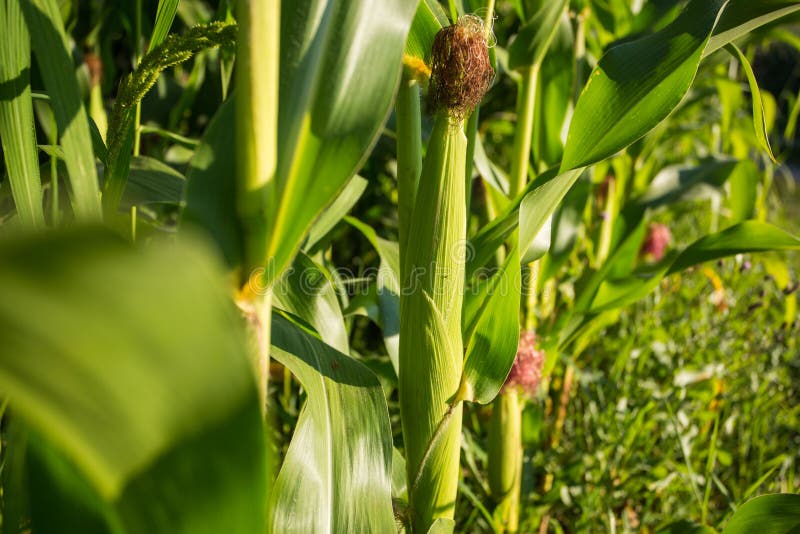 Corn Field in the Evening Sun: Corn almost Ready for the Harvest Stock ...