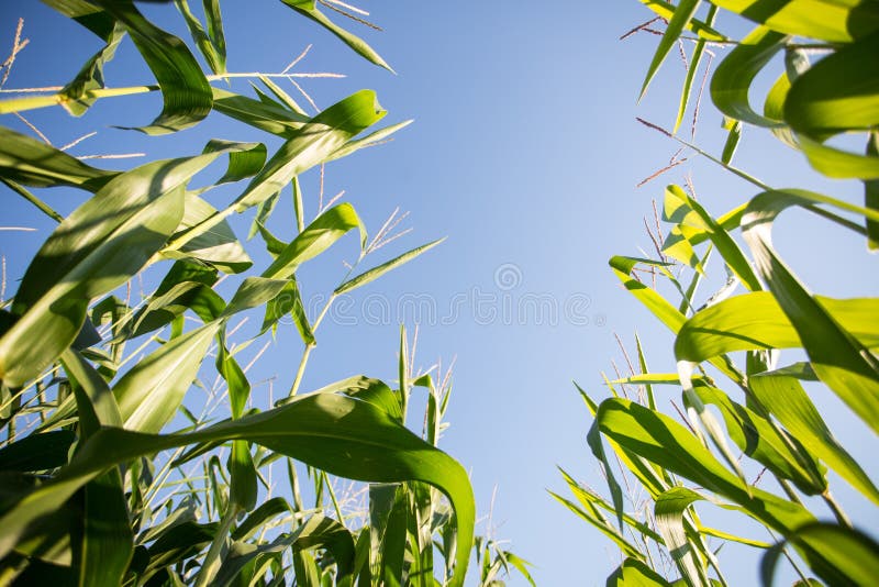 Corn Field in the Evening Sun: Corn almost Ready for the Harvest Stock ...