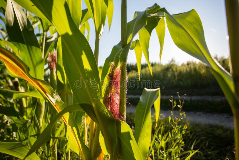 Corn Field in the Evening Sun: Corn almost Ready for the Harvest Stock ...