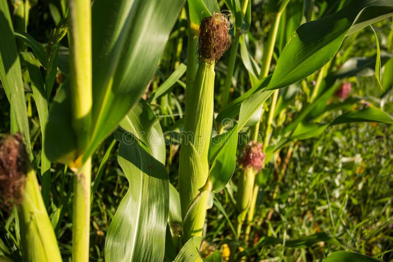 Corn Field in the Evening Sun: Corn almost Ready for the Harvest Stock ...