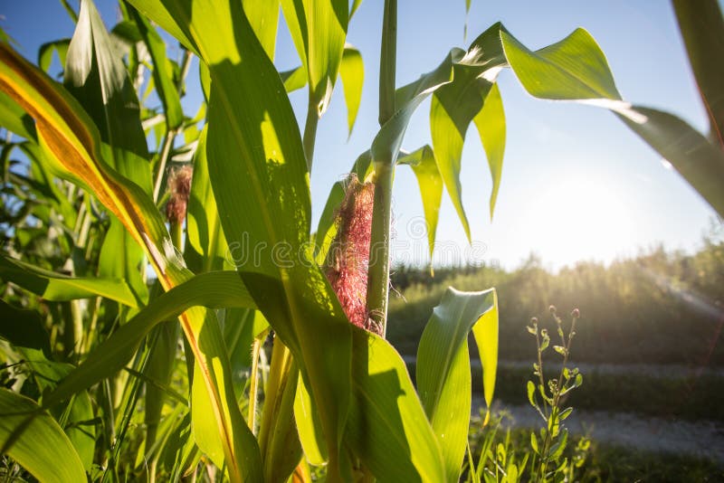 Corn Field in the Evening Sun: Corn almost Ready for the Harvest Stock ...