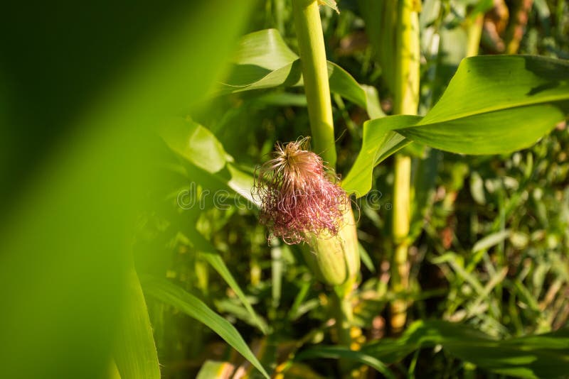 Corn Field in the Evening Sun: Corn almost Ready for the Harvest Stock ...