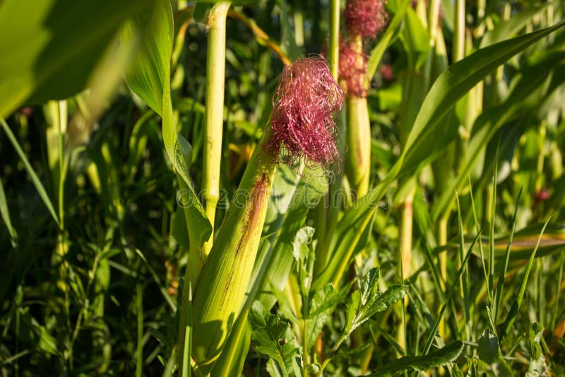 Corn Field in the Evening Sun: Corn almost Ready for the Harvest Stock ...