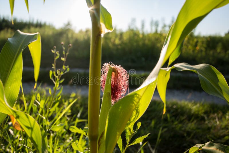 Corn Field in the Evening Sun: Corn almost Ready for the Harvest Stock ...