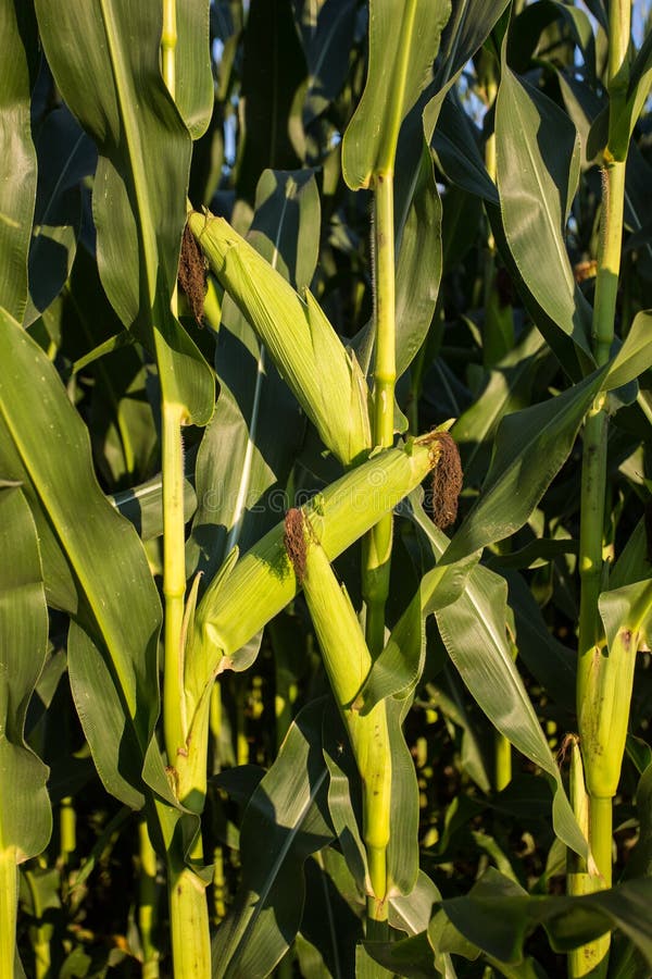 Corn Field in the Evening Sun: Corn almost Ready for the Harvest Stock ...