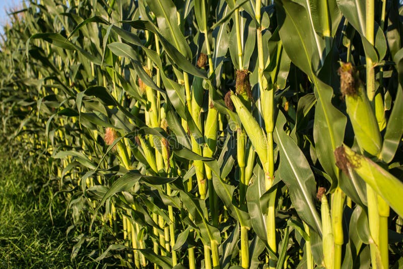Corn Field in the Evening Sun: Corn almost Ready for the Harvest Stock ...