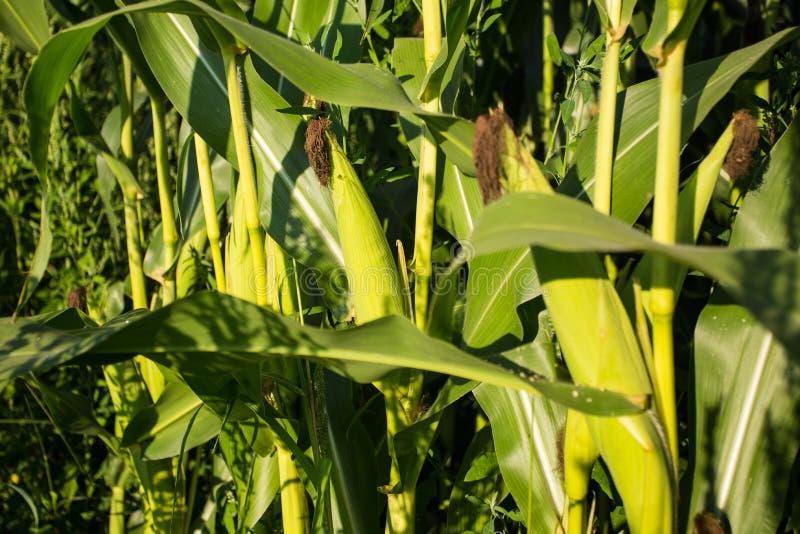 Corn Field in the Evening Sun: Corn almost Ready for the Harvest Stock ...