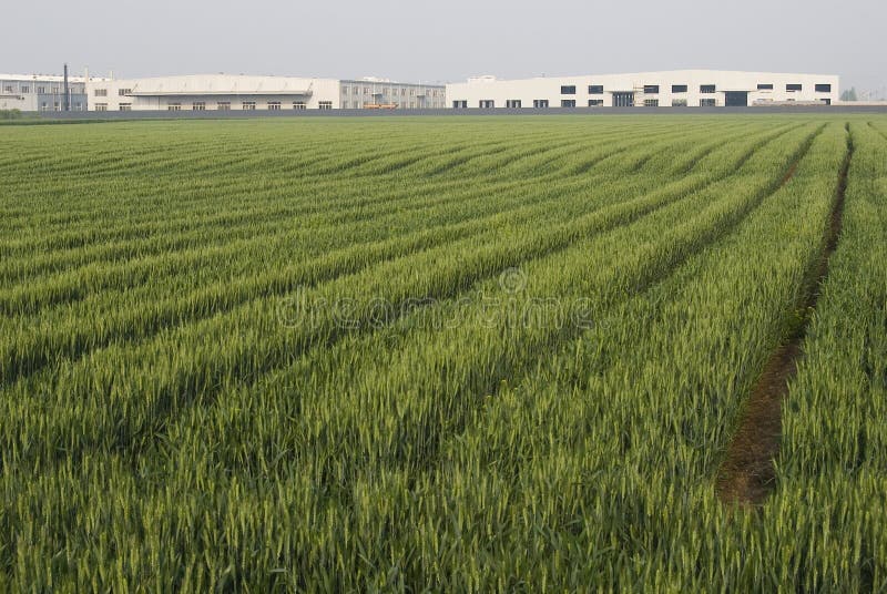 Corn field and factory stock image. Image of crops, bread - 6340527