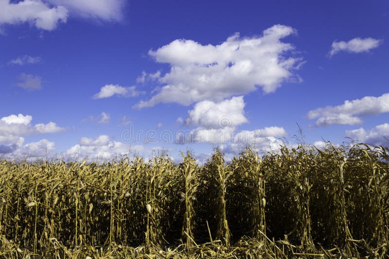 Corn field in the fall stock photo. Image of golden, farm - 29304012