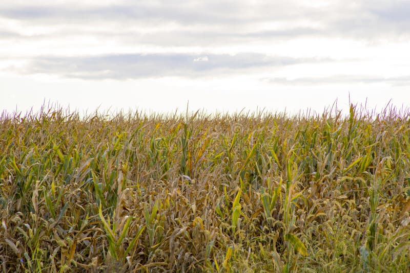 Corn field in fall stock image. Image of states, america - 100918907