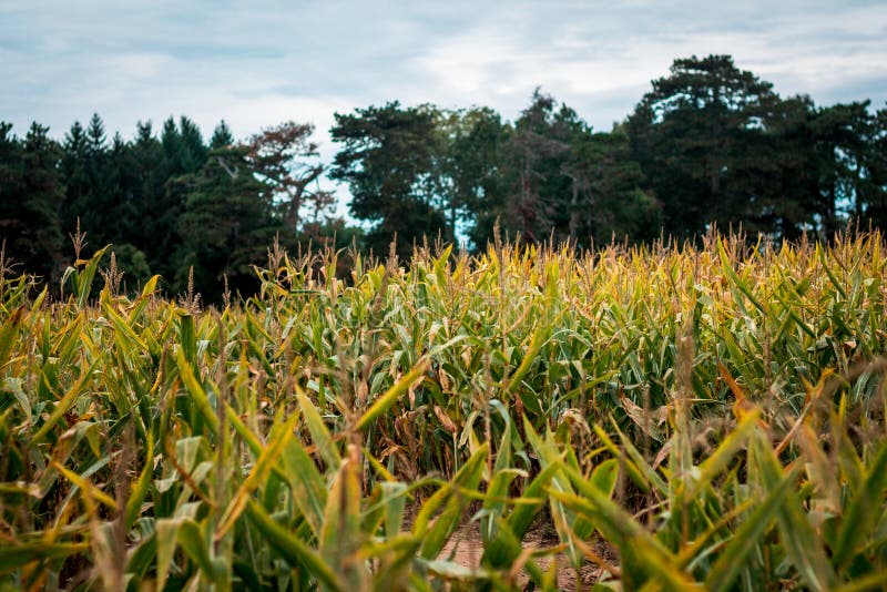 Corn Field on a Fall Day in Michigan Stock Photo - Image of landscape ...