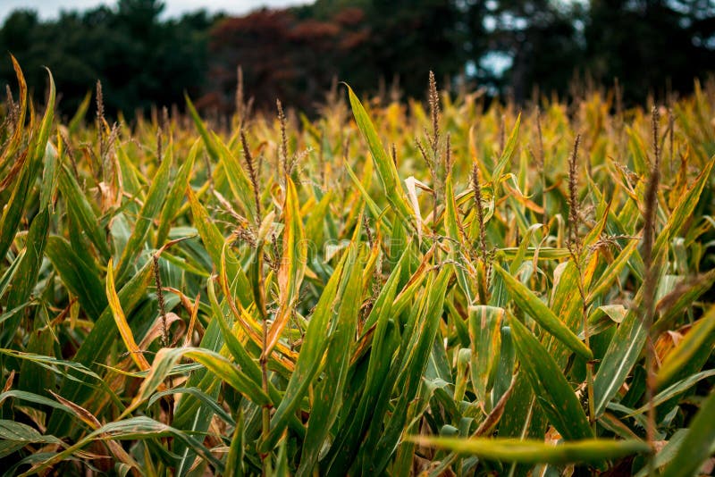 Corn Field on a Fall Day in Michigan Stock Photo - Image of landscape ...