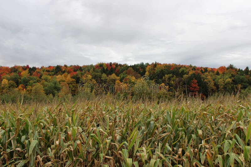 Corn field in fall stock photo. Image of harvest, fall - 104116878