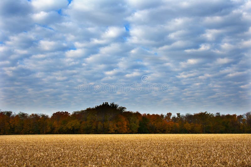 Corn Field stock photo. Image of maize, vegetable, farmland - 6039286