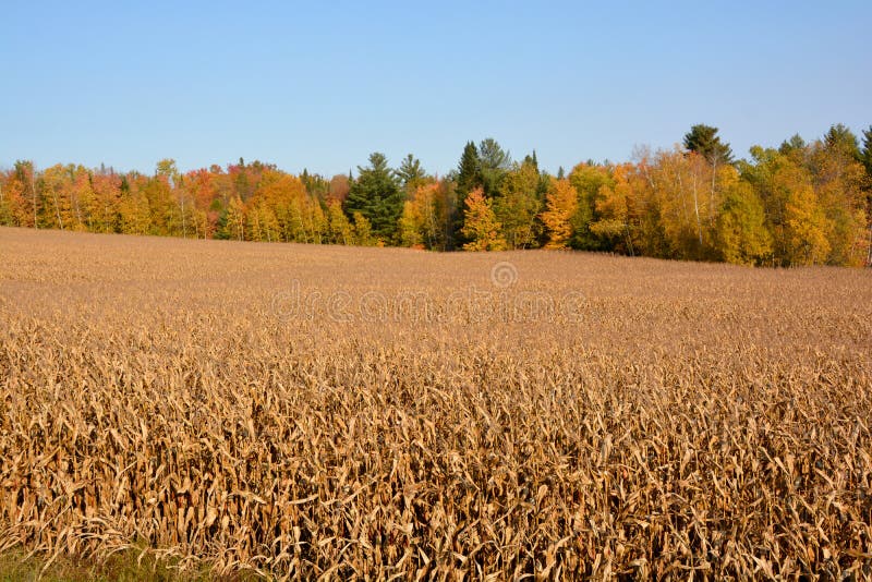 Corn Field Fall Landscape Quebec Province Stock Image - Image of bridge ...