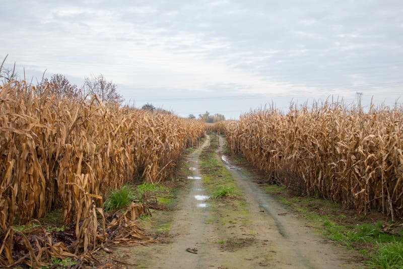 Corn Field in the Fall Season Stock Image - Image of summer, rural ...