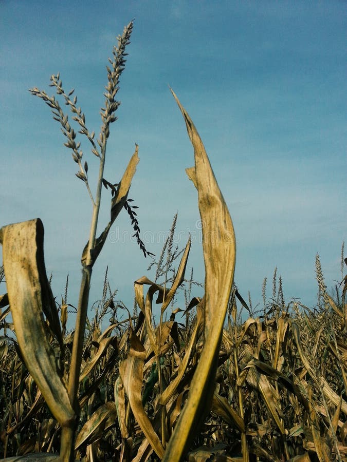 Corn field in fall stock image. Image of landscape, field - 45888245
