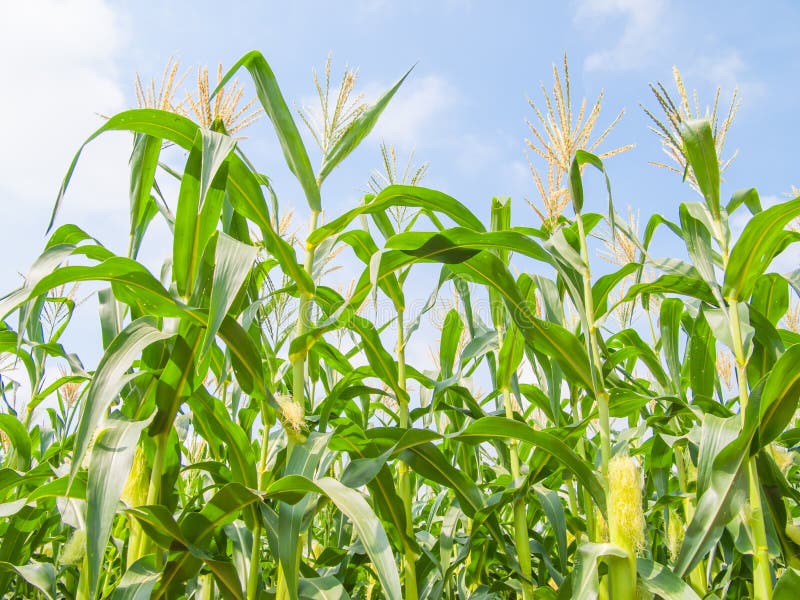 Corn field, farm corn stock image. Image of landscape - 31668417