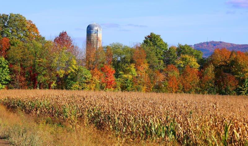 Corn Field Farm in Fall Season Stock Image - Image of landscaped ...