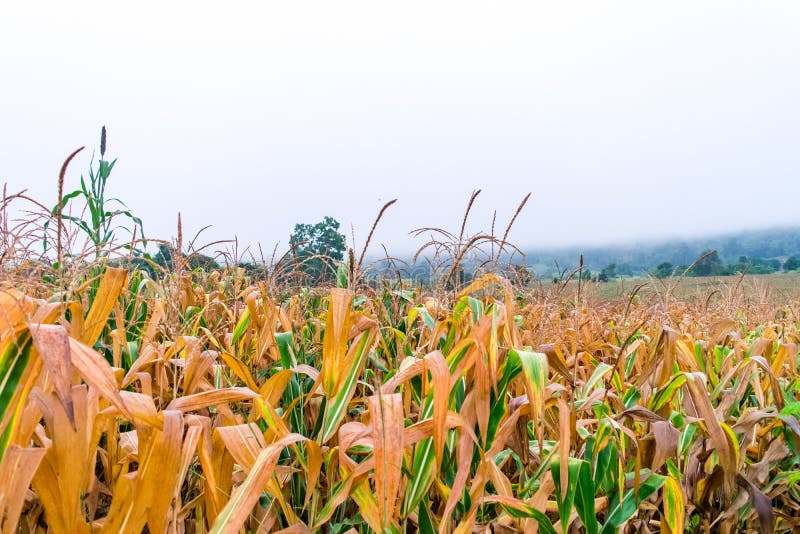 Corn field in farm stock image. Image of land, horizon - 146520603