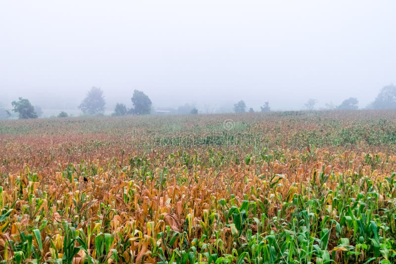 Corn field in farm stock photo. Image of clouds, green - 146520654