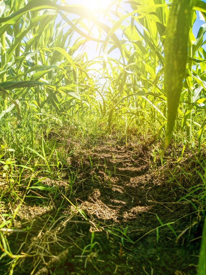 Corn Field in Farm Garden. Sunlight .low Angle Stock Photo - Image of ...
