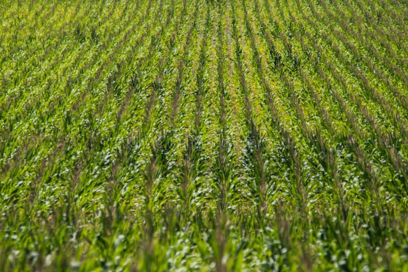 Corn field on farm stock photo. Image of agriculture - 91193870
