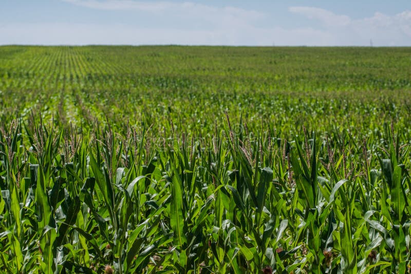 Corn field on farm stock image. Image of plant, agricultural - 91678143