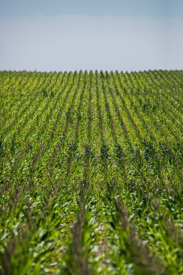 Corn field on farm stock photo. Image of farm, farming - 91418760