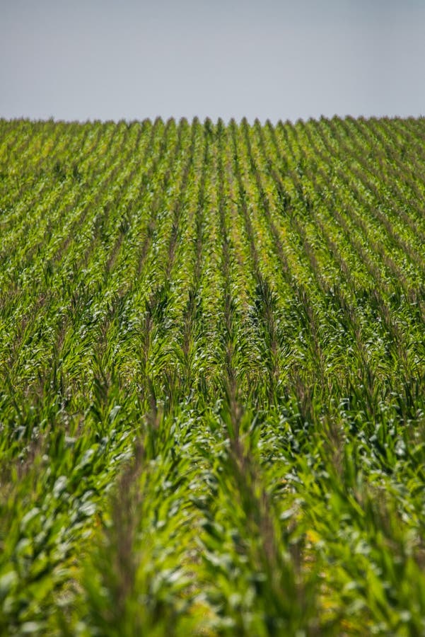 Corn field on farm stock photo. Image of field, agriculture - 92061658