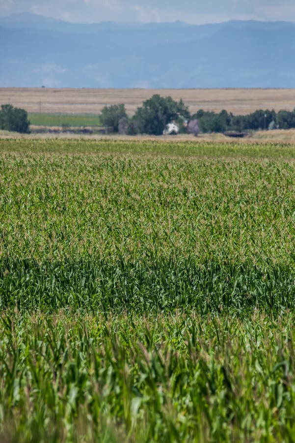Corn field on farm stock photo. Image of plant, corn - 92471476