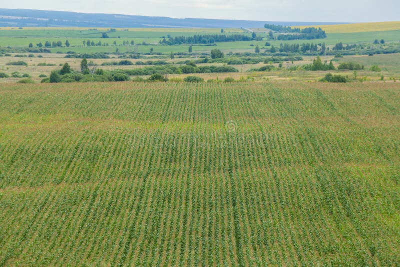 Corn field on a farm stock photo. Image of harvest, ground - 58382460