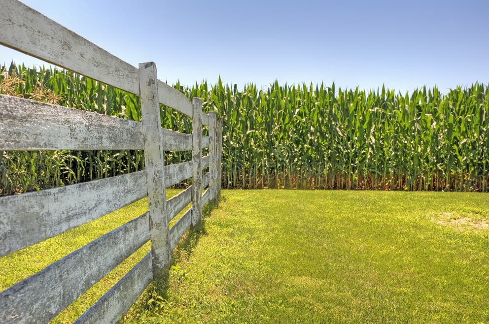 Corn field and fence stock photo. Image of rail, fuel - 15559066