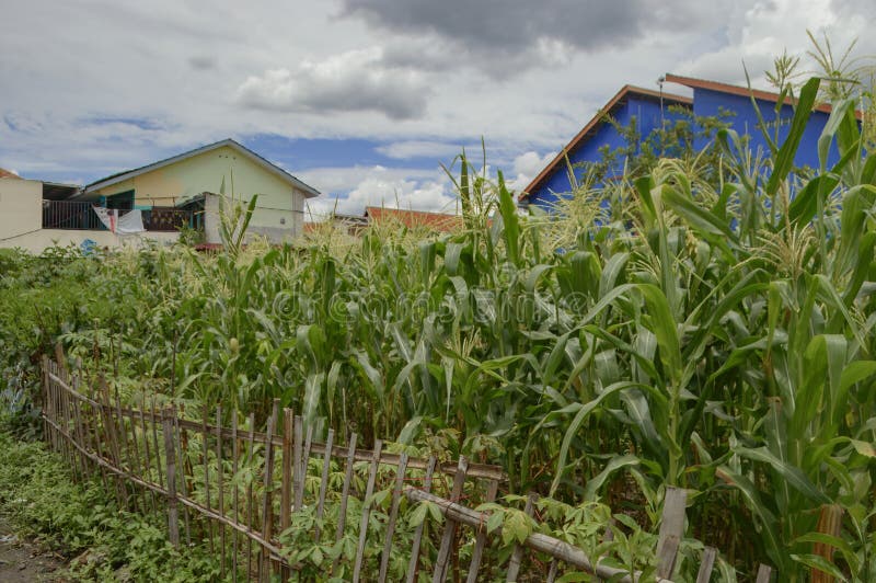 A Corn Field with a Fence and a House in the Background Stock Image ...