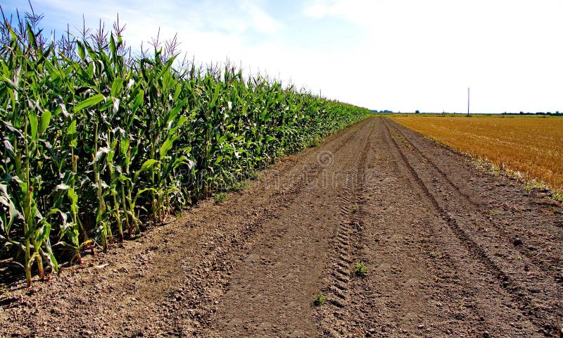 Corn Field and the Field of Cut Grass Stock Photo - Image of blue ...