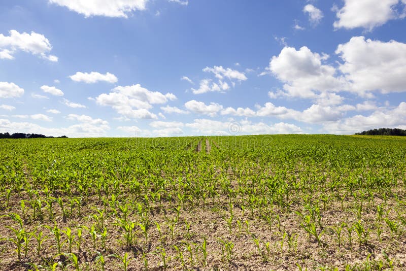 Corn field stock photo. Image of spring, scene, natural - 101443788