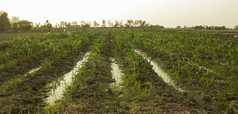 Corn field stock image. Image of industry, crop, grain - 209101599