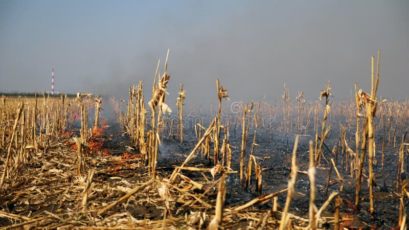 Cornfield Set on Fire after Harvest with only Few Small Sticks Left ...