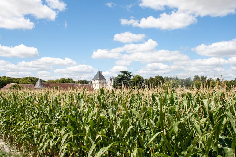 832 Green Corn Field France Photos - Free & Royalty-Free Stock Photos ...