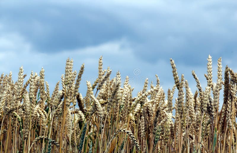 Corn Field in Front of a Cloudy Sky Horizontal Stock Image - Image of ...