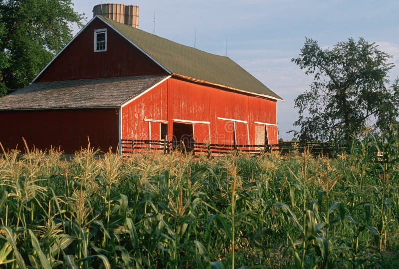 Corn Field in Front of Red Barn Stock Photo - Image of features ...
