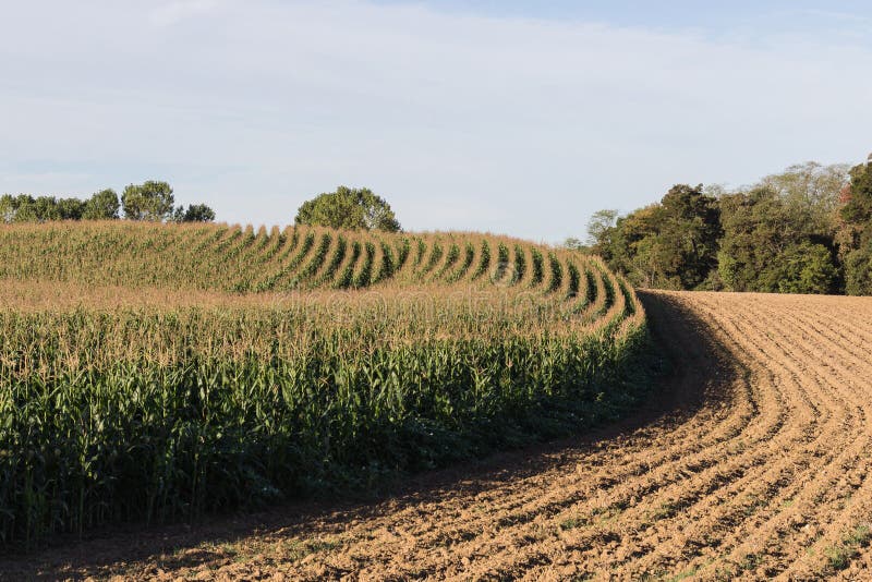 Iowa corn stock photo. Image of agribusiness, overcast - 1365622