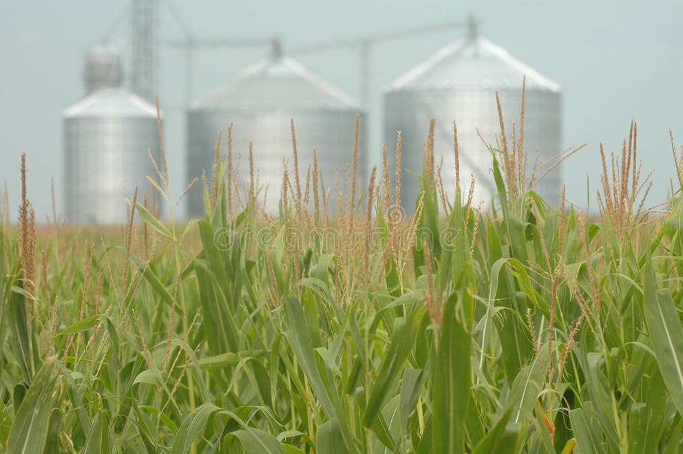 Corn Field and gain Mill stock image. Image of industry - 20973011