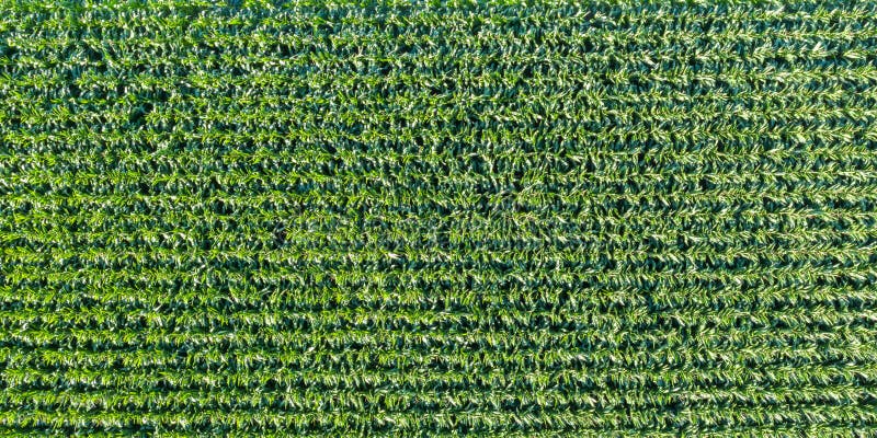 Corn Field Grain Background Drone View Aerial Photo Banner Panoramic ...
