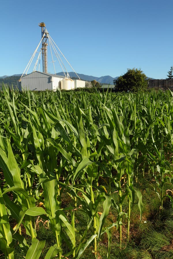 Corn Field, Grain Building Background Stock Image - Image of industry ...